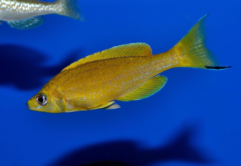 Cyprichromis microlepidotus 'Ubwari'