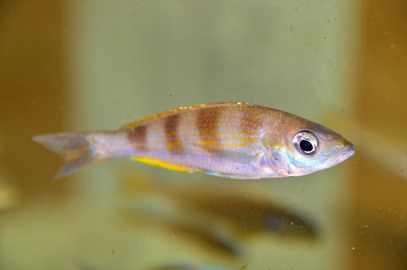 Cyprichromis sp. 'kipili zebra' Mvuna Island; Cyprichromis cf. zonatus ...