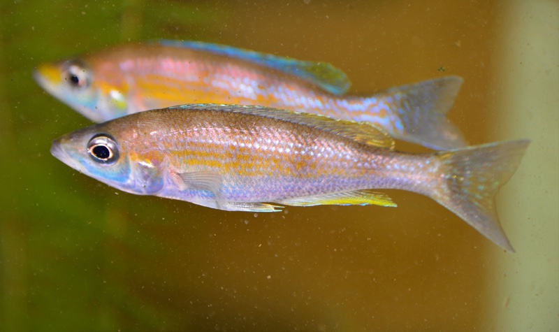 Cyprichromis sp. 'kipili zebra' Mvuna Island; Cyprichromis cf. zonatus ...