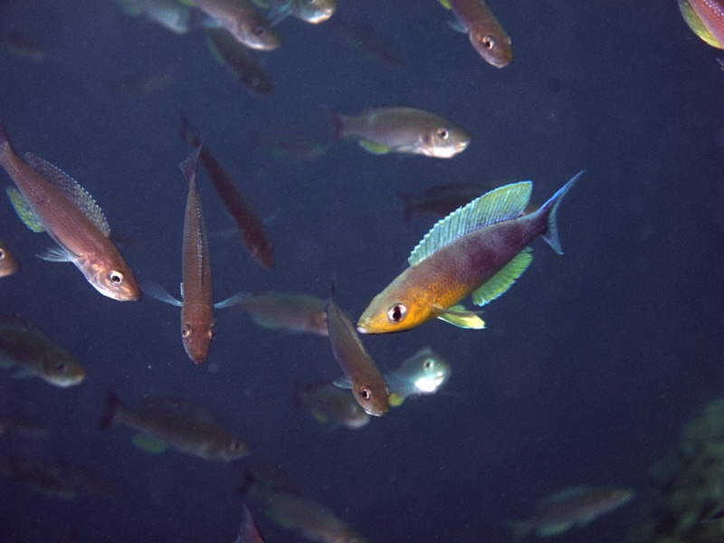 Cyprichromis sp. 'dwarf jumbo' Jacobsen Beach; Cyprichromis sp ...