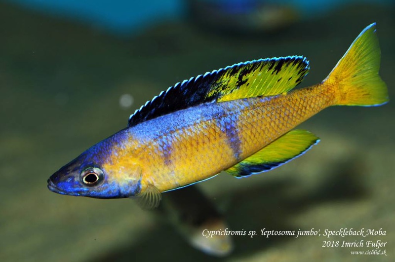 Cyprichromis sp. 'brilliant jumbo' (Moba); Cyprichromis sp. 'leptosoma ...