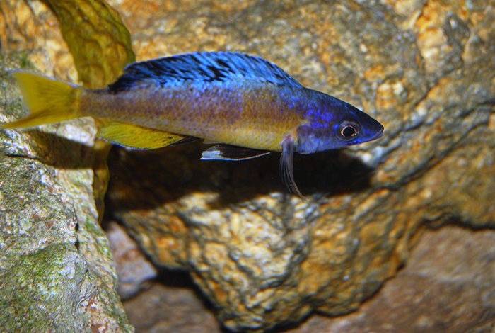 Cyprichromis sp. 'brilliant jumbo' Kitumba; Cyprichromis sp. 'leptosoma ...
