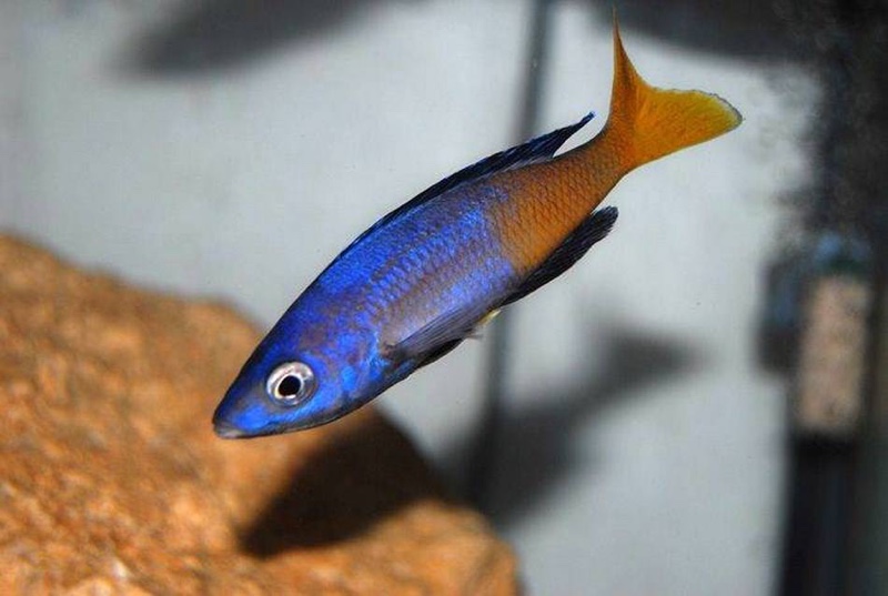 Cyprichromis sp. 'brilliant jumbo' Kitumba; Cyprichromis sp. 'leptosoma ...