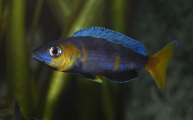 Cyprichromis sp. 'brilliant jumbo' Kitumba; Cyprichromis sp. 'leptosoma ...