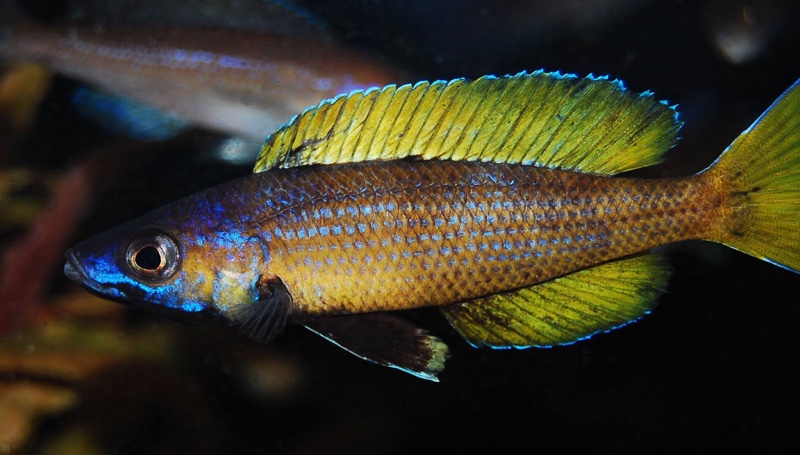 Cyprichromis sp. 'brilliant jumbo' Kitumba; Cyprichromis sp. 'leptosoma ...