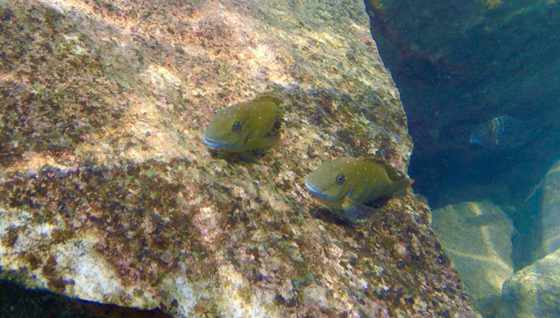 Eretmodus cyanostictus 'Chituta Bay'