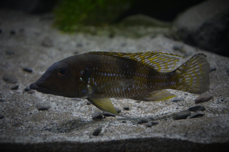 Gnathochromis permaxillaris 'Kalubale'