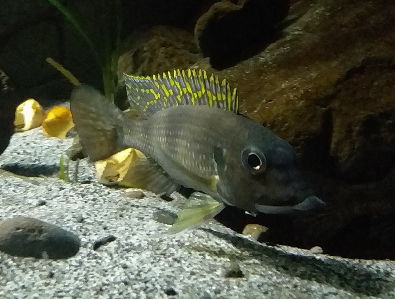 Gnathochromis permaxillaris 'Kalubale'