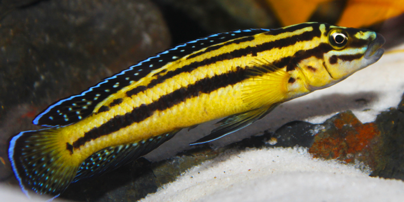 Julidochromis marksmithi 'Kipili'