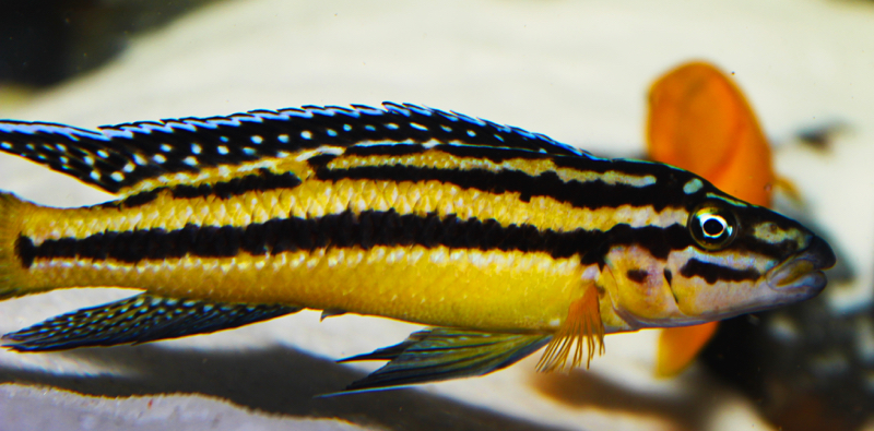 Julidochromis marksmithi 'Kipili'