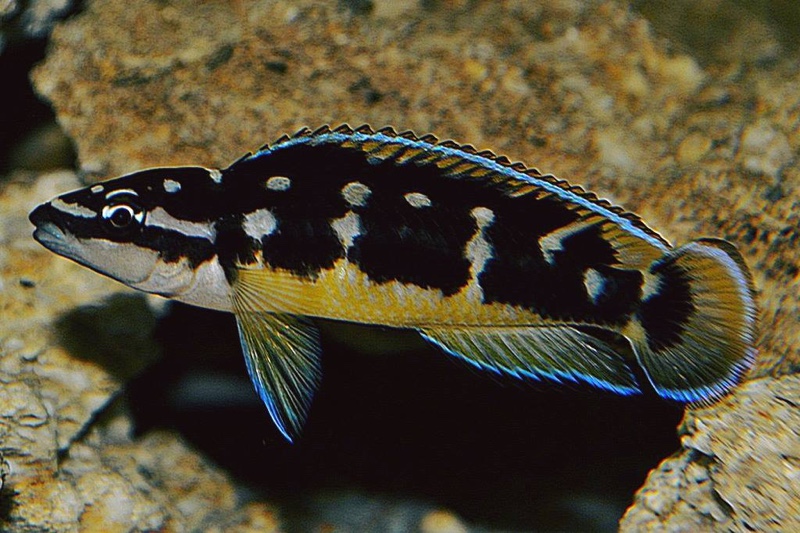 Julidochromis transcriptus 'Bemba'
