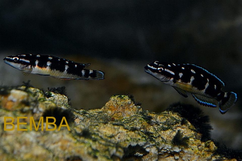 Julidochromis transcriptus 'Bemba'