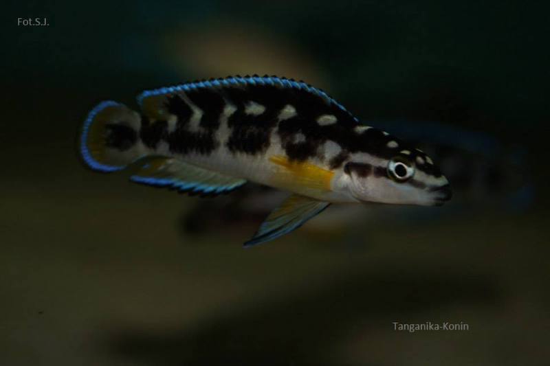 Julidochromis transcriptus 'Kissi'