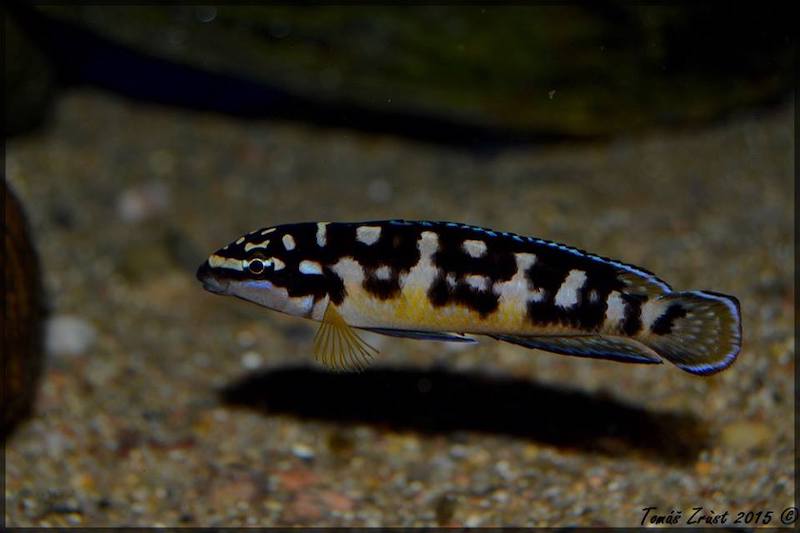 Julidochromis transcriptus 'Kissi'