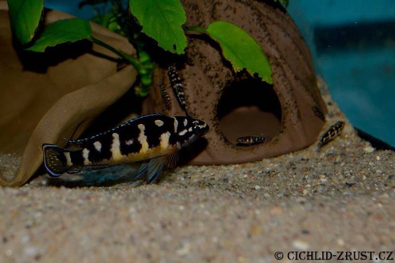 Julidochromis transcriptus 'Kissi'