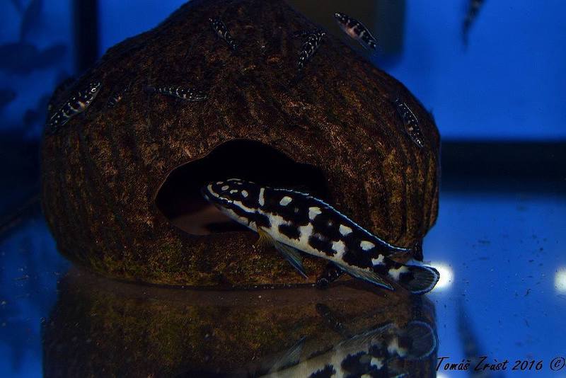 Julidochromis transcriptus 'Kissi'