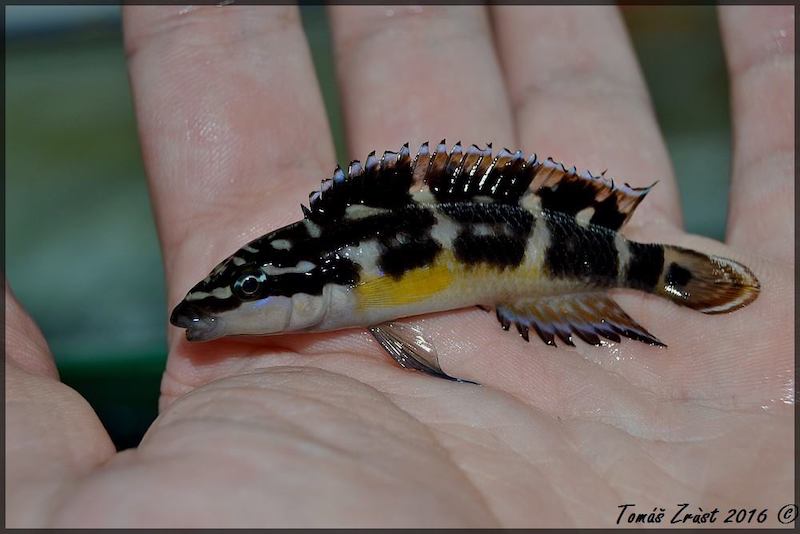 Julidochromis transcriptus 'Kissi'