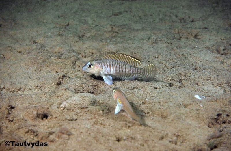 Lamprologus signatus 'Munshi'