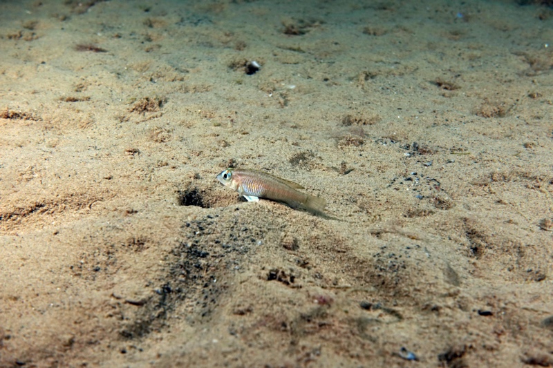 Lamprologus signatus 'Munshi'