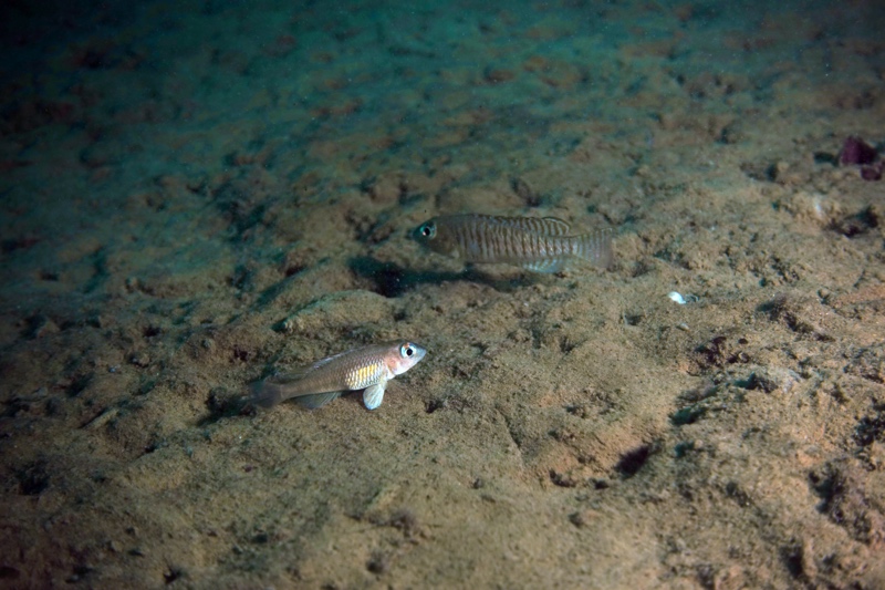 Lamprologus signatus 'Munshi'