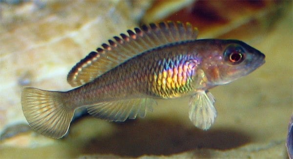 Lamprologus signatus (unknown locality)