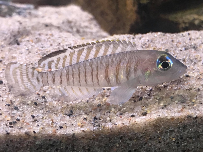 Lamprologus signatus (unknown locality)