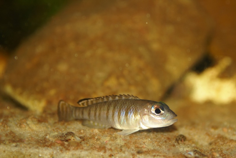 Lamprologus signatus (unknown locality)