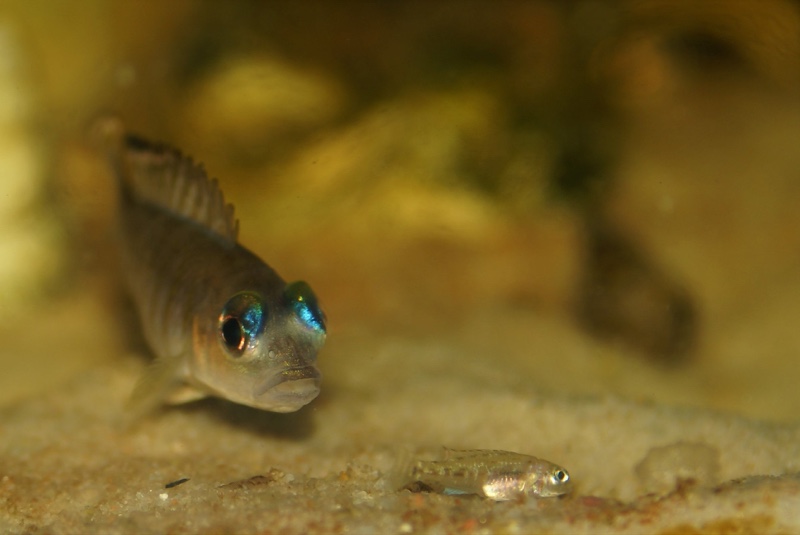 Lamprologus signatus (unknown locality)