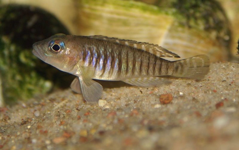 Lamprologus signatus (unknown locality)