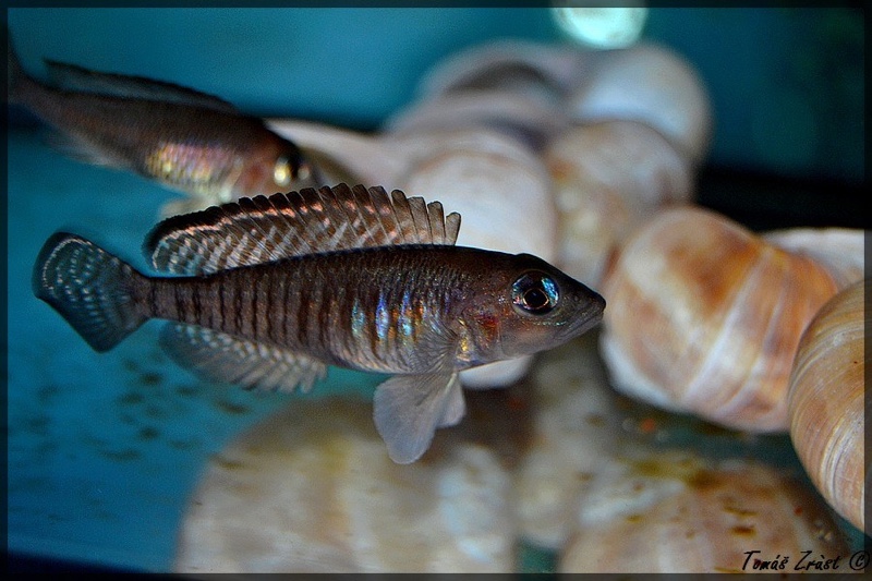 Lamprologus signatus (unknown locality)