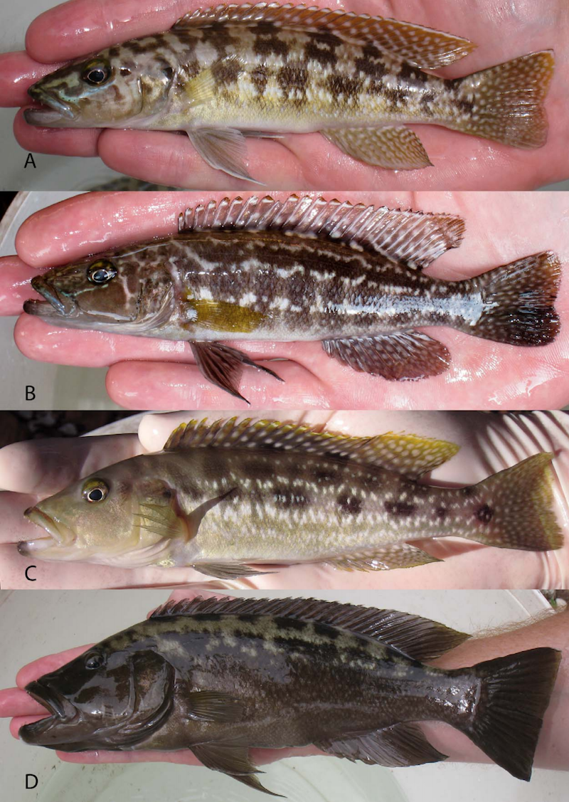 Lepidiolamprologus nkambae 'Nkamba Bay'