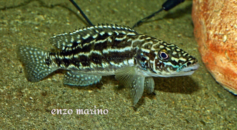 Lepidiolamprologus nkambae 'Nkamba Bay'