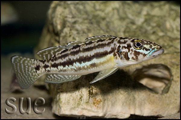 Lepidiolamprologus nkambae 'Nkamba Bay'