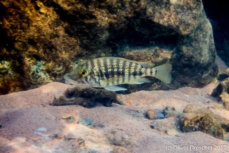 Lobochilotes labiatus 'Jakobsen's Beach'