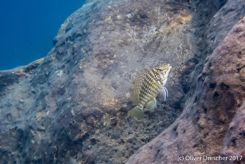 Lobochilotes labiatus 'Jakobsen's Beach'