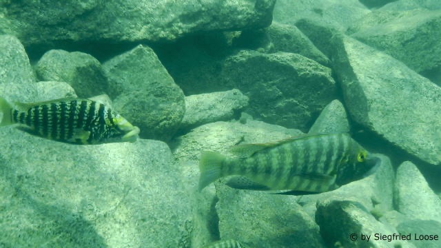 Lobochilotes labiatus 'Katenga'
