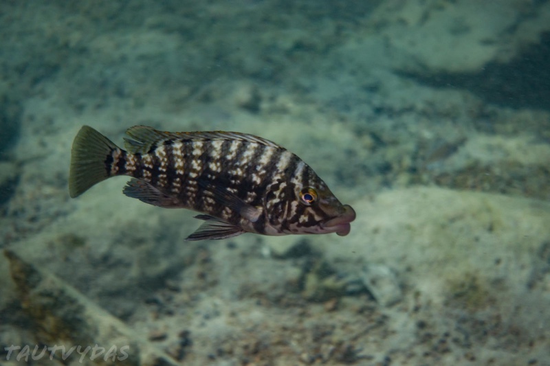 Lobochilotes labiatus 'Kisambala'