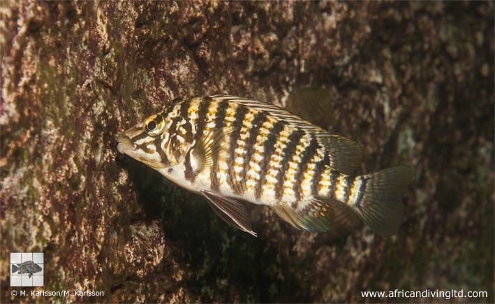 Lobochilotes labiatus 'Kolwe Point'