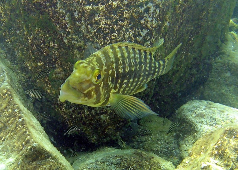Lobochilotes labiatus 'Nkondwe Island'
