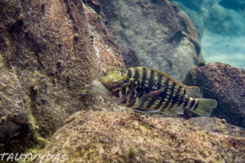 Lobochilotes labiatus 'Nkondwe Island'