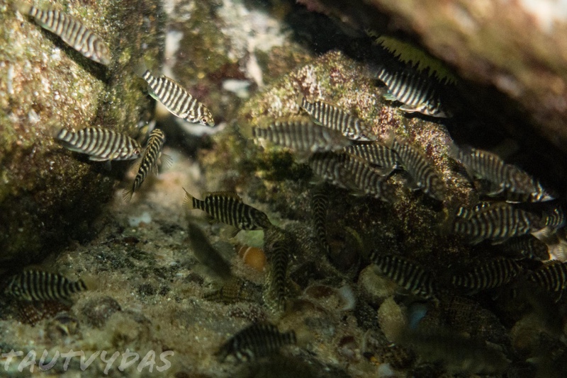 Lobochilotes labiatus 'Nkondwe Island'
