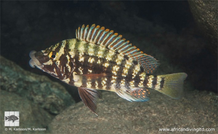 Lobochilotes labiatus 'Semwe Rocks'