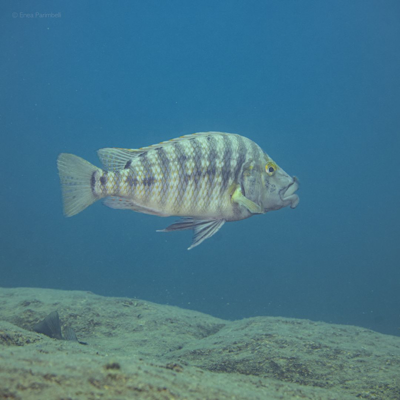 Lobochilotes labiatus 'Taala (Lusembwa) Point'
