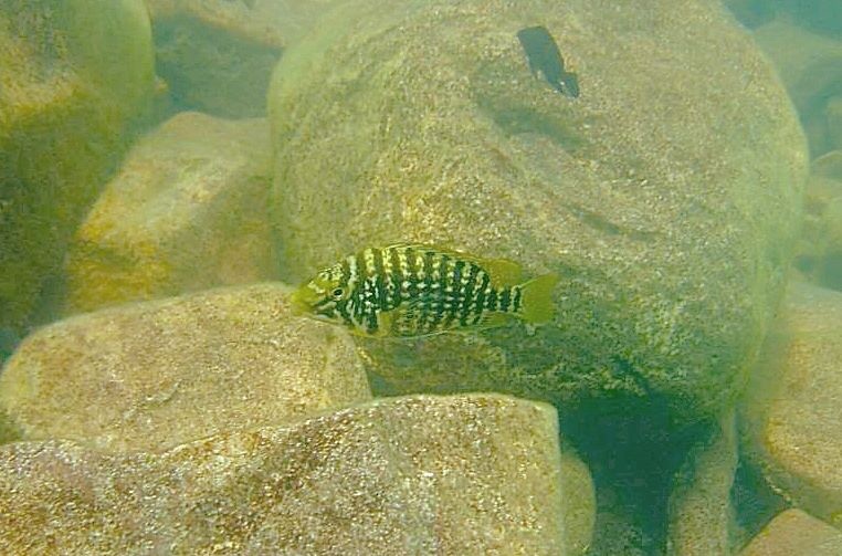 Lobochilotes labiatus (unknown locality)