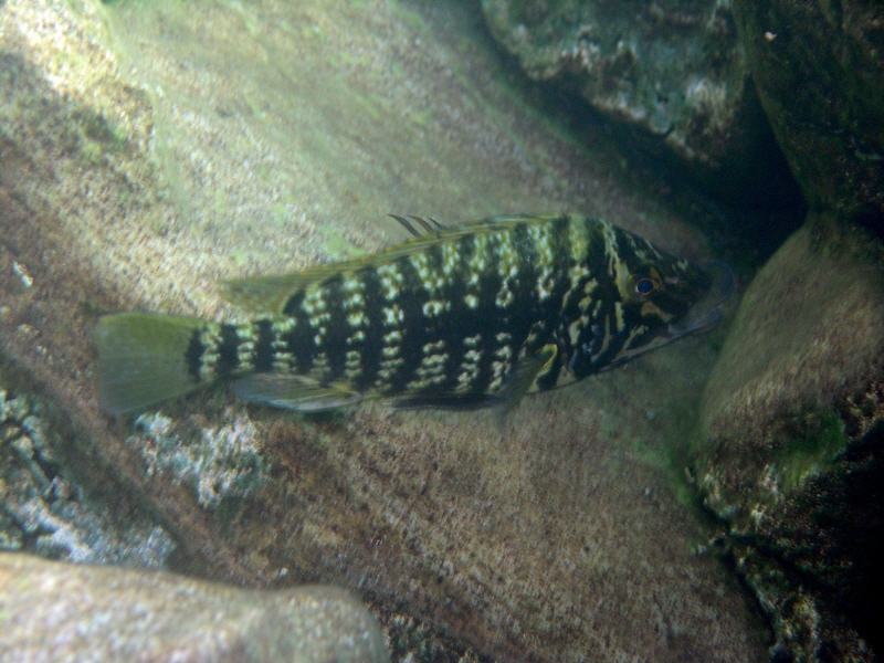 Lobochilotes labiatus (unknown locality)