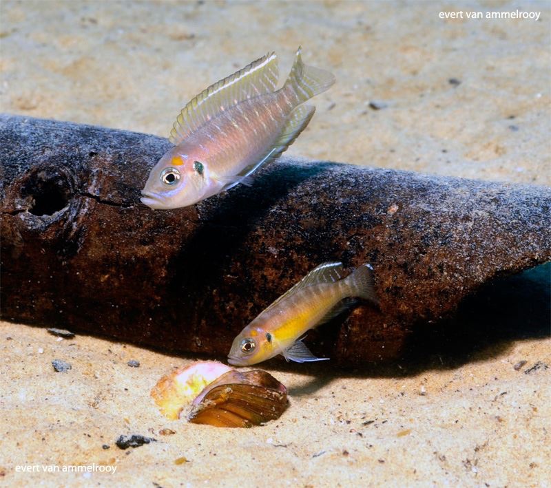 Neolamprologus brevis 'Kigoma'