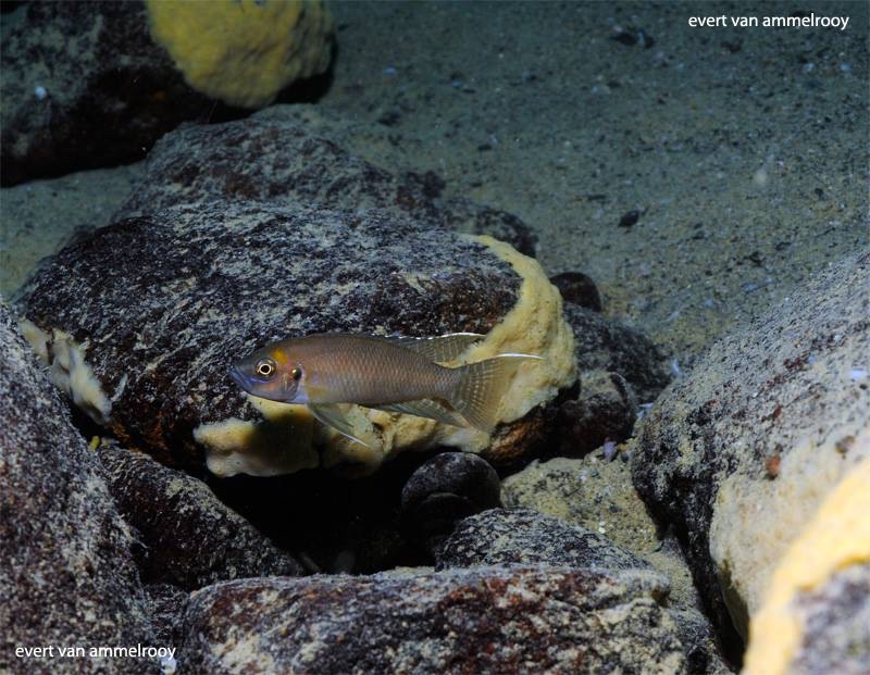 Neolamprologus calliurus 'Cape Nangu'