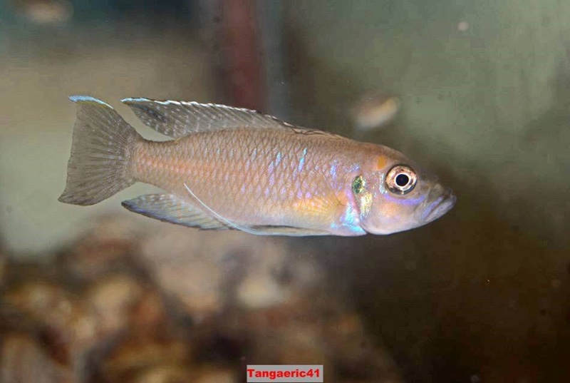 Neolamprologus calliurus 'Nkondwe Island'