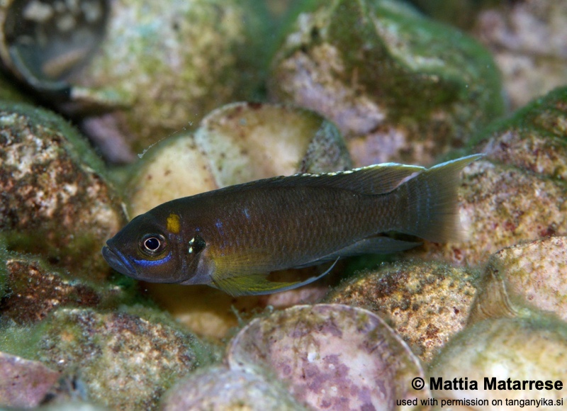 Neolamprologus calliurus 'Nkondwe Island'