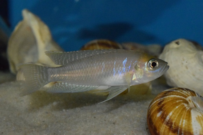 Neolamprologus calliurus (unknown locality)